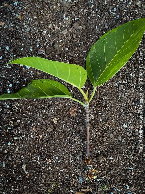 Ficus Altissima Aurea Variegata voll etablierte Jungpflanze im Kanton Zürich - tutti.ch