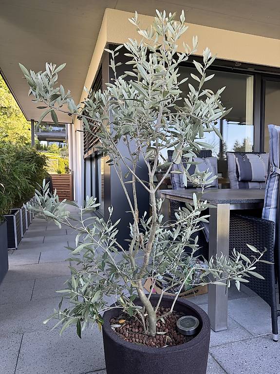 Olivenbaum winterhart im Kanton Schaffhausen - tutti.ch