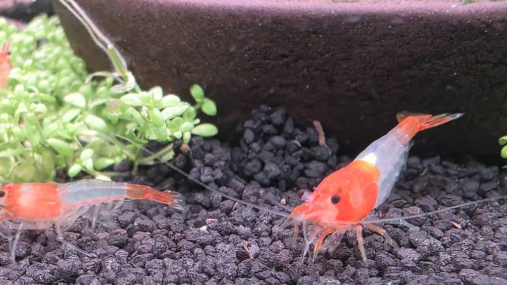 Neocaridina Orange Rilli im Kanton Thurgau - tutti.ch