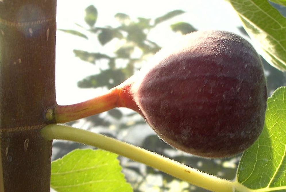 Feigensämling. Sorte Black Donov (4 Jährlich) im Kanton Aargau - tutti.ch