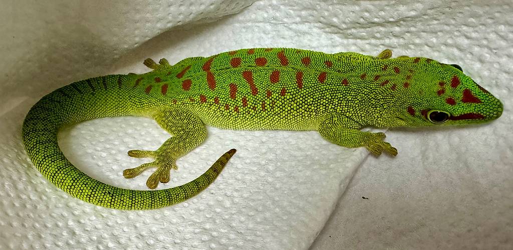 Junger Madagaskar Taggecko im Kanton St. Gallen - tutti.ch