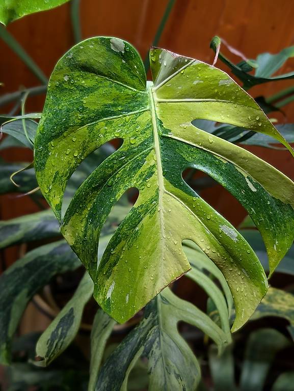 Monstera Deliciosa Tricolor Variegata LF im Kanton Bern - tutti.ch