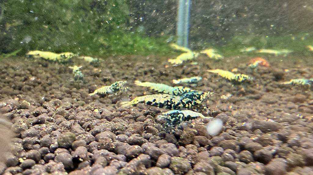 Boa-Garnelen & Boa-Geschwistertiere ? 50-60 Stück im Kanton Basel ...