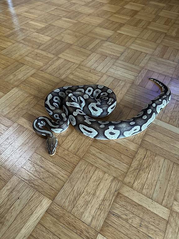 Python regius Pastave im Kanton Bern - tutti.ch