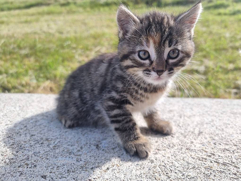 Junge Büselis, Kitten, Katerli im Kanton Bern - tutti.ch