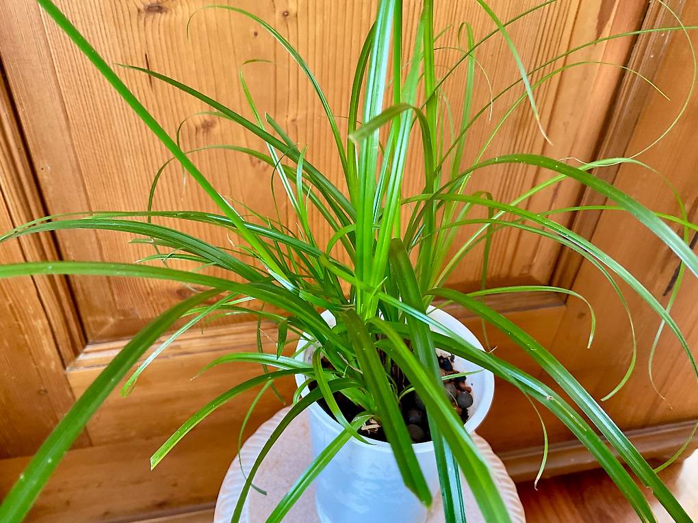 Cyperus Alternifolius Zumula im Kanton Aargau - tutti.ch