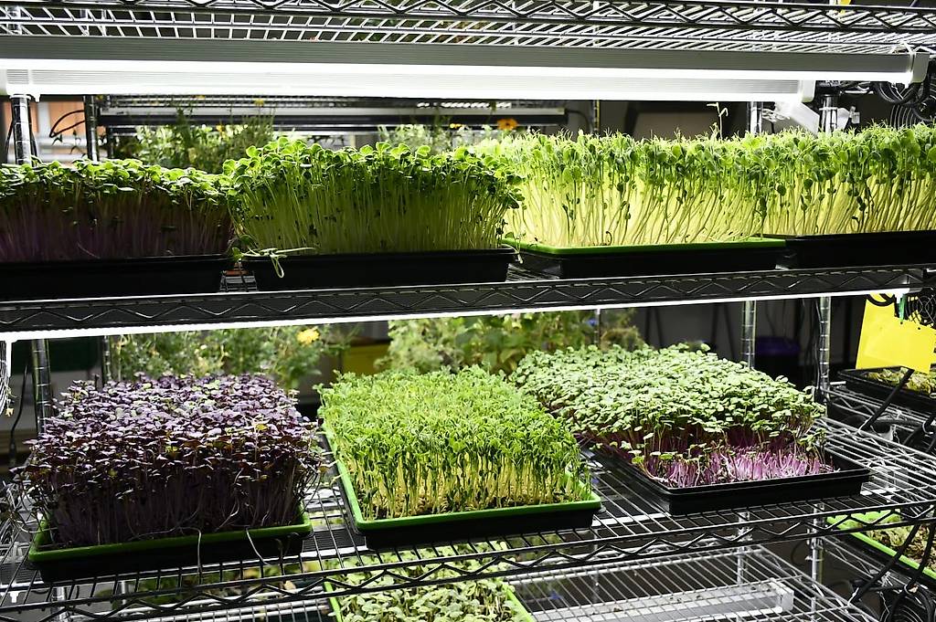 Azienda di Microgreens in Vendita im Kanton Tessin mieten - tutti.ch