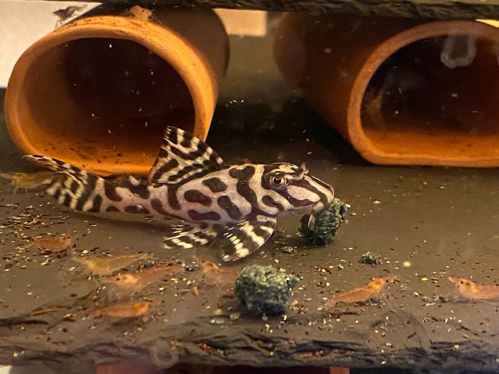 L 236 sw/sy/basic prima riproduzione in Ticino Cantone Ticino - tutti.ch