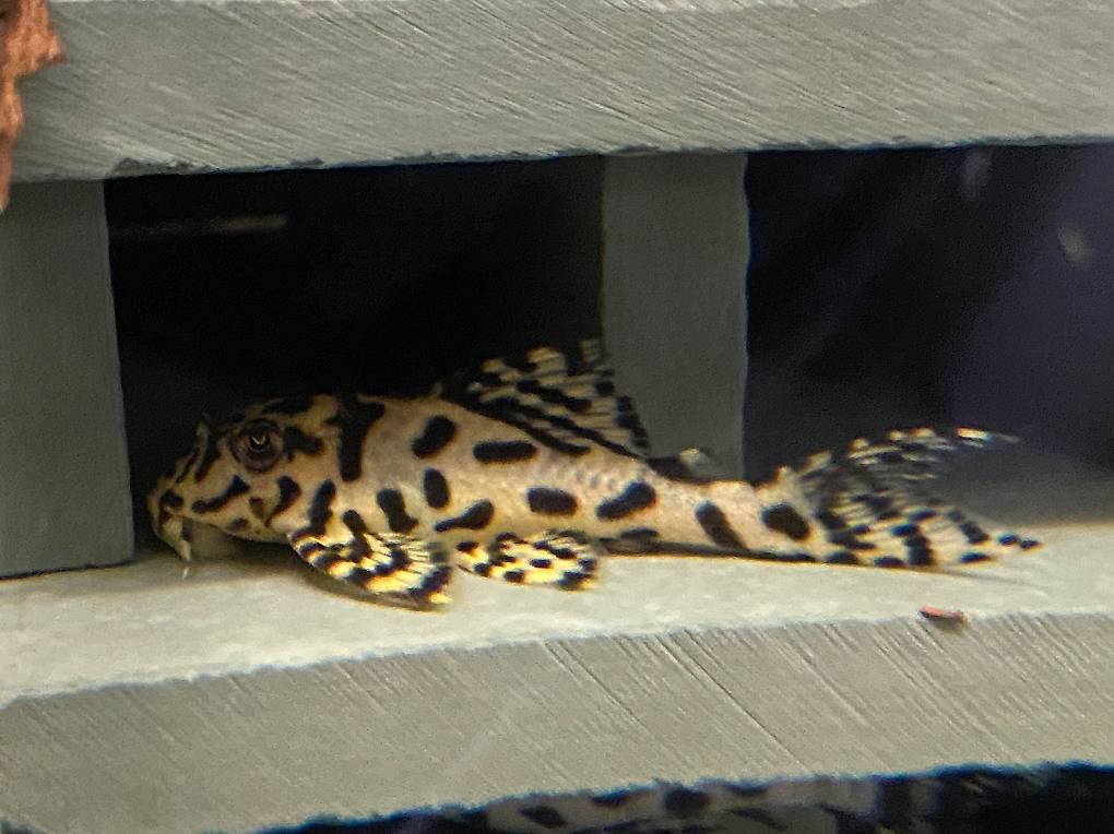 L 236 sw/sy/basic prima riproduzione in Ticino Cantone Ticino - tutti.ch