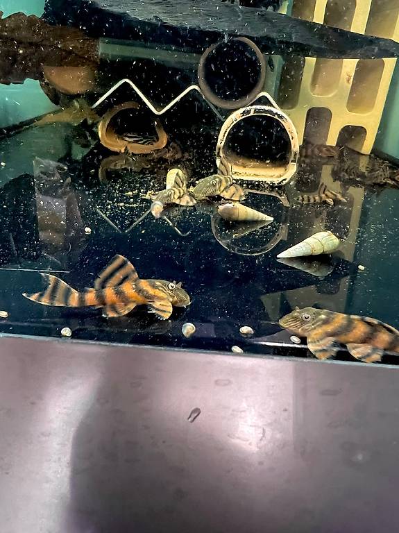 L-397 Wels im Kanton Thurgau - tutti.ch