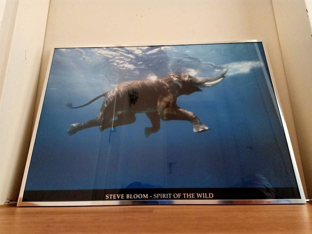 Indian Elephant Swimming Underwater von Steve Bloom im Kanton Luzern ...