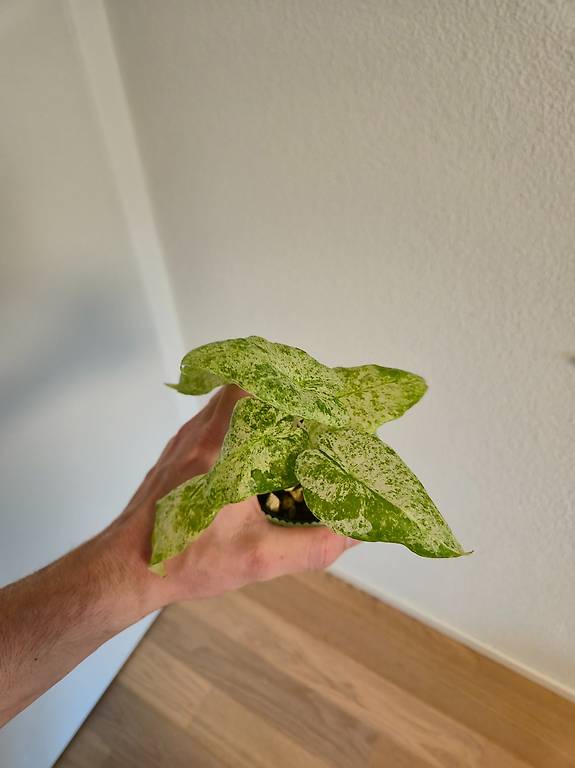 Hola Pflanzenfreund - Macrorrhiza Splash mit besonderem Look im Kanton ...