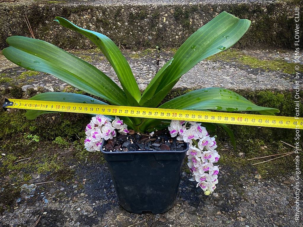 Rhynchostylis Gigantea Pink Spots - Foxtail Orchidee Canton Zurich ...