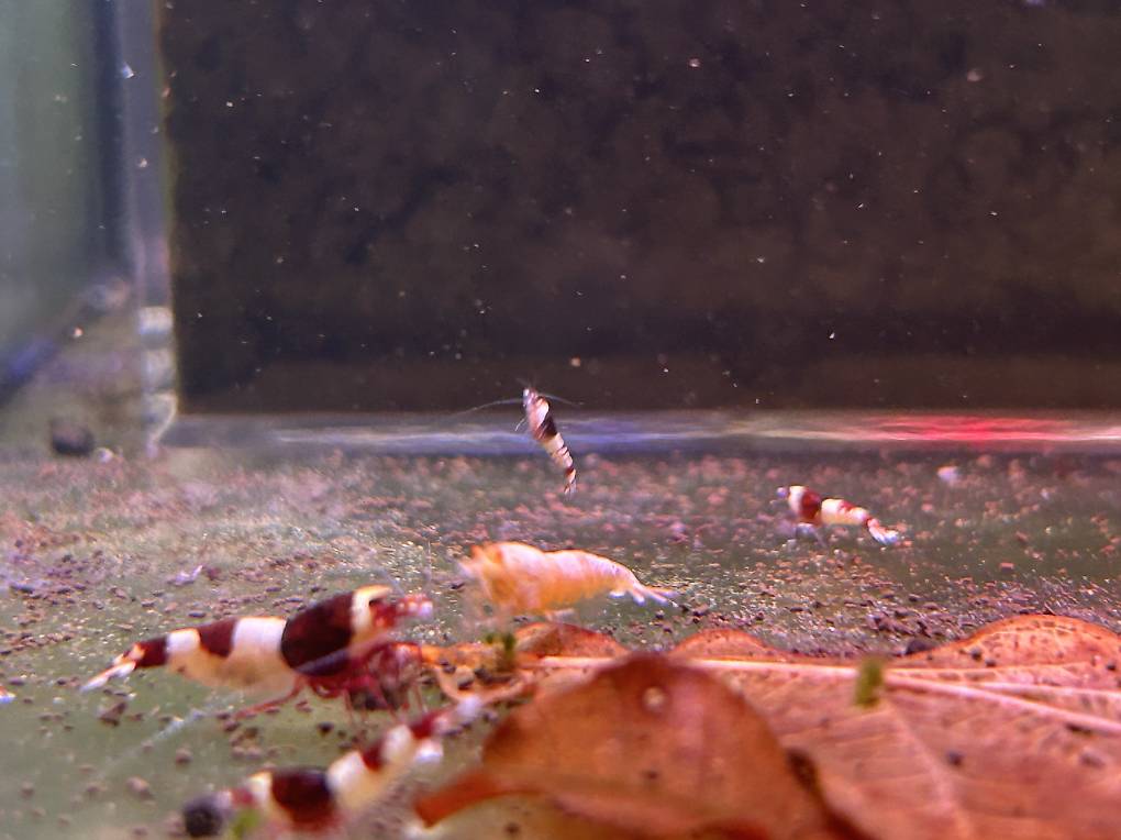 Red Wine, Red Pinto, Red Bolt und Red Bolt OE Garnelen im Kanton ...