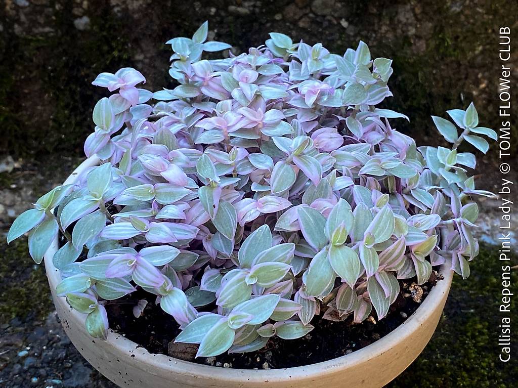 Callisia Repens Pink Lady - zauberhafte kleine Blätter im Kanton Zürich ...