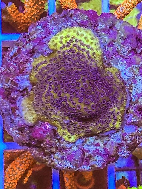 Montipora Blueberry Cheesecake Koralle CH Nachzucht im Kanton Luzern ...