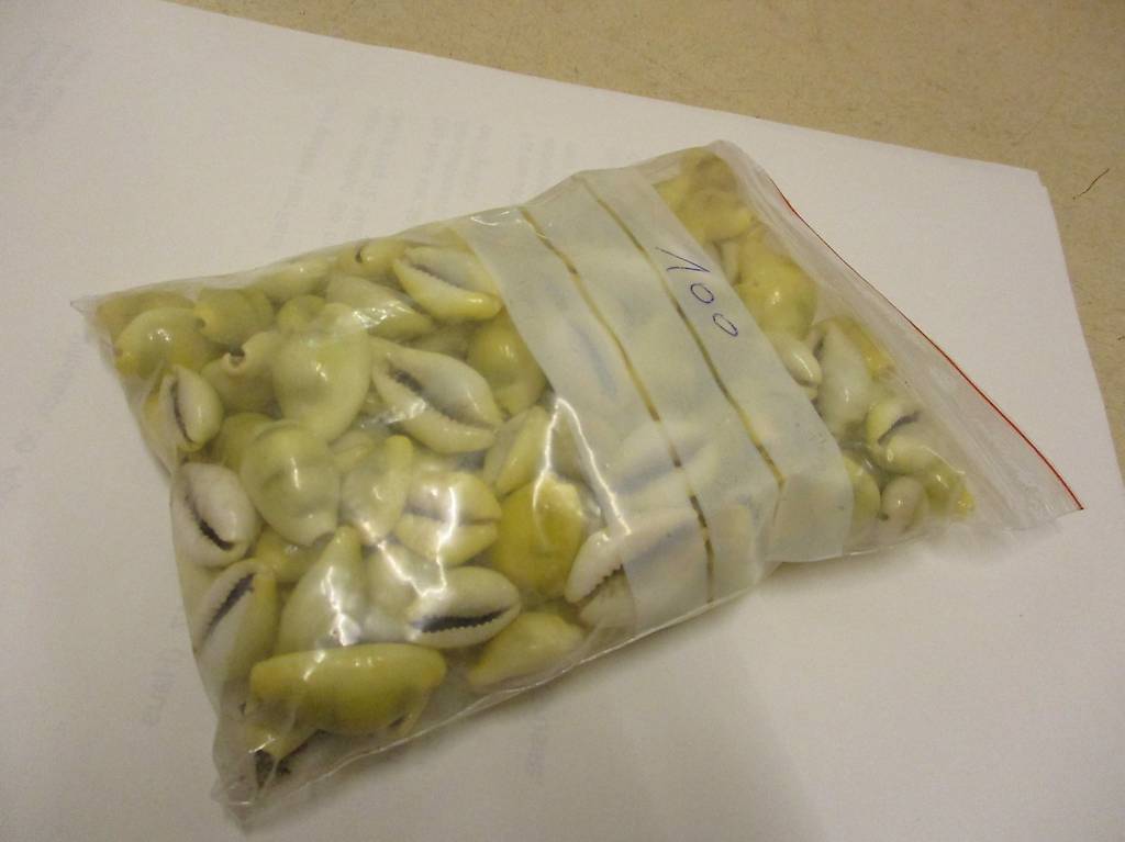 100x cypraea moneta Geld-Kauri Sansibar Muschel sea shell im Kanton ...