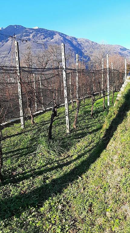 Pächter für kleinen Merlot-Rebberg gesucht Cantone Ticino affittare ...