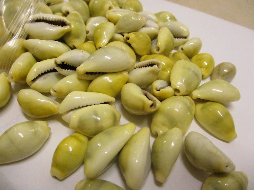 100x cypraea moneta Geld-Kauri Sansibar Muschel sea shell im Kanton ...