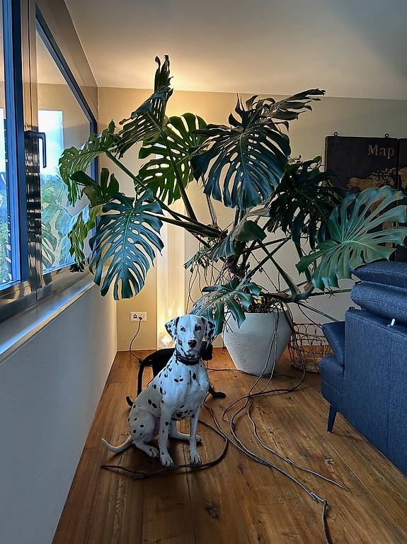 Monstera Deliciosa (Grosse seltene Form) Samen im Kanton St. Gallen ...