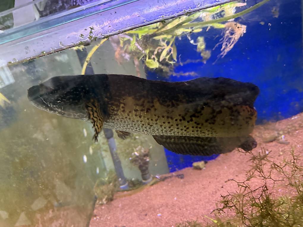 Channa Auramantimaculata im Kanton Solothurn - tutti.ch