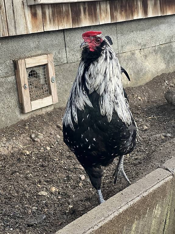 Araucana-Mix Hahn im Kanton Zürich - tutti.ch