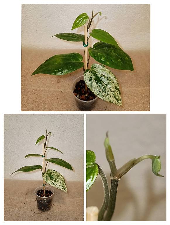 Piper Macropiper Variegata im Kanton Aargau - tutti.ch