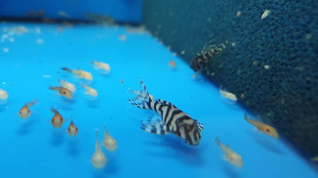 L236 RB Wels im Kanton Thurgau - tutti.ch