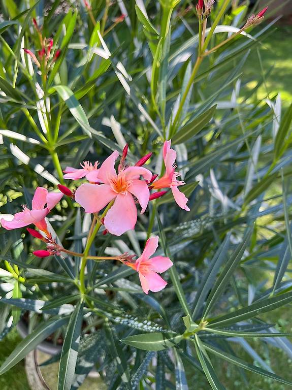 Schöner ca 1,60m hoher 3 Farbiger Oleander im Kanton Aargau - tutti.ch