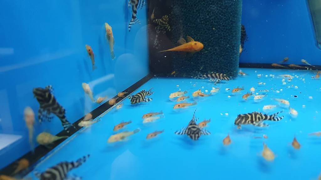 L236 RB Wels im Kanton Thurgau - tutti.ch