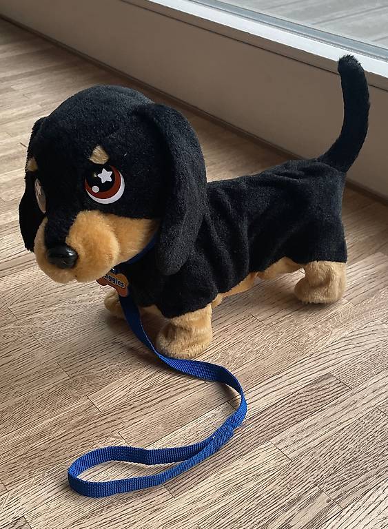 Animagic Waggles, der Dackel im Kanton Luzern - tutti.ch