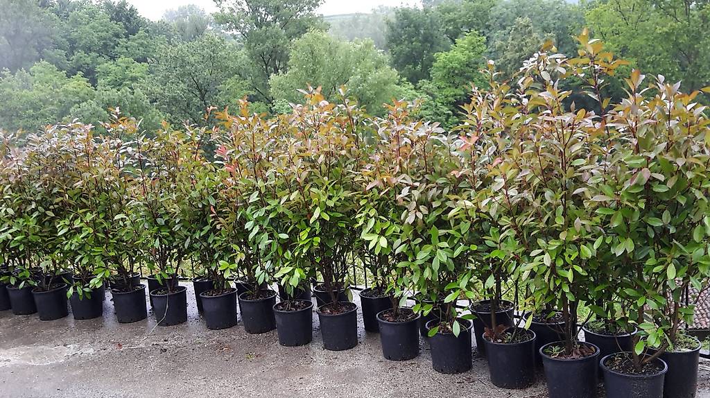 Photinia Red Robin ... ora è il periodo ideale per piantare Cantone ...