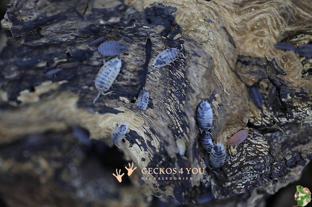 Porcellio Laevis ''panda Asseln'' im Kanton Aargau - tutti.ch