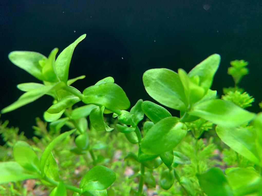 bacopa caroliniana colorata im Kanton Zürich - tutti.ch