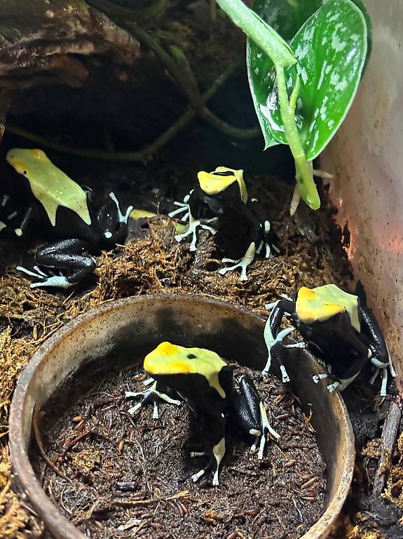 Dendrobates Tinctorius Citronella im Kanton St. Gallen - tutti.ch