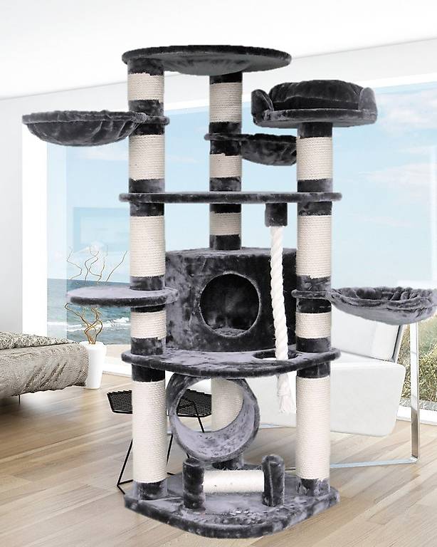 Top robuster KATZENBAUM KRATZBAUM MAINE COONS NORWEGER BIRMA im Kanton ...