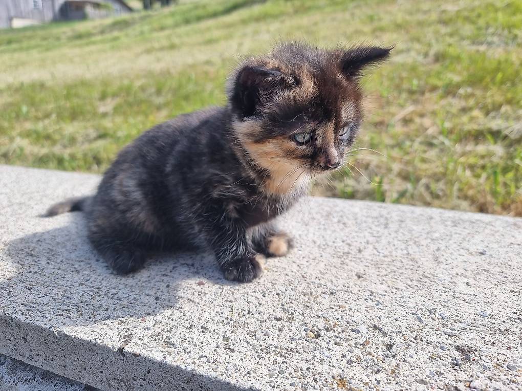 Junge Büselis, Kitten, Katerli im Kanton Bern - tutti.ch