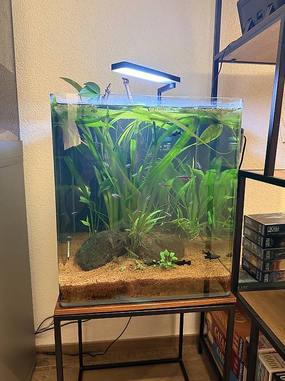 Dennerle Nano Cube 60L im Kanton Aargau - tutti.ch