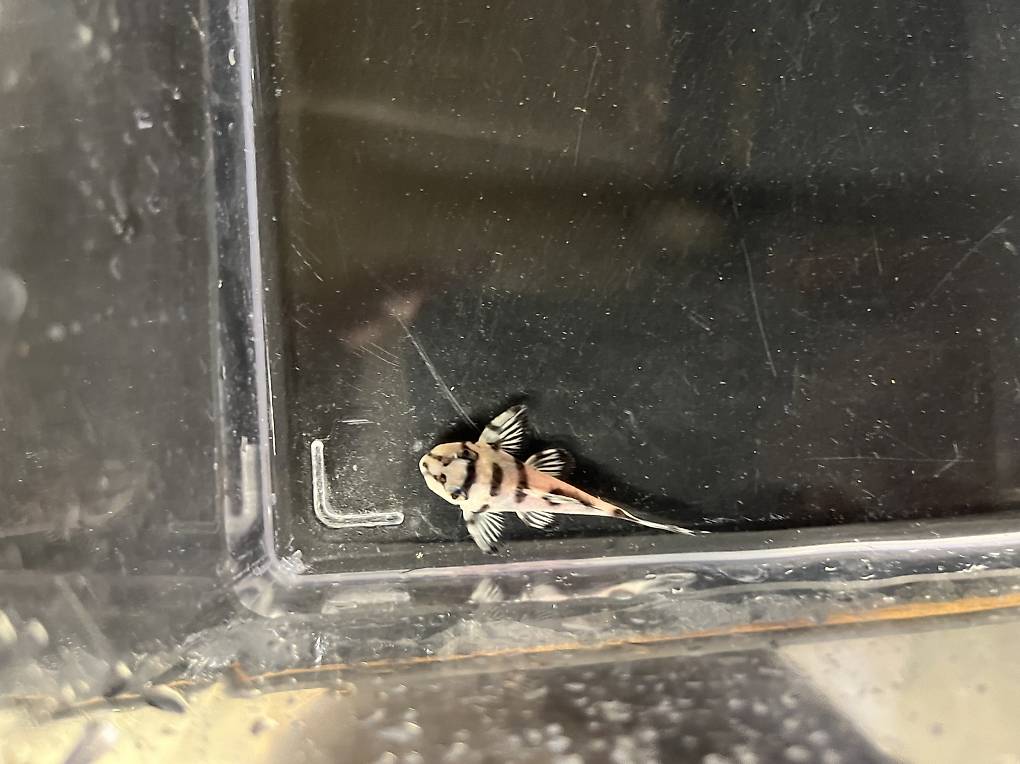 5x L 236 SW Ausnahmetiere Canton Lucerne - tutti.ch