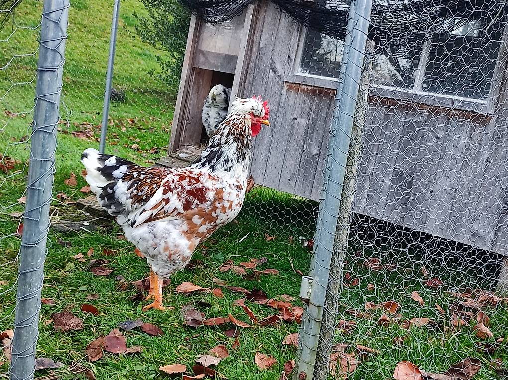 Hahn, Güggel schwedisches Blumenhuhn im Kanton St. Gallen - tutti.ch