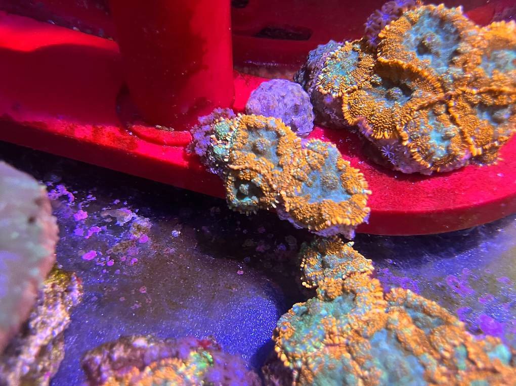 Rhodactis "Bullseye" sp. Orange/Grün im Kanton St. Gallen - tutti.ch