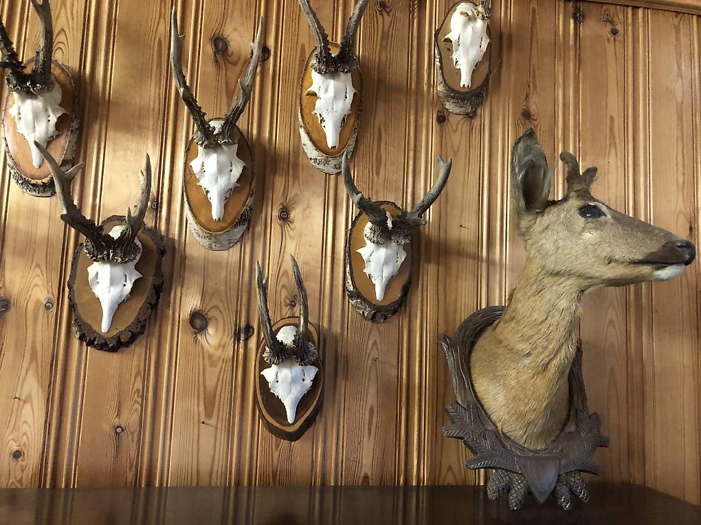 Diverse Geweihe & Gehörne Reh, Steinbock, Gemse,Keiler etc. Cantone ...