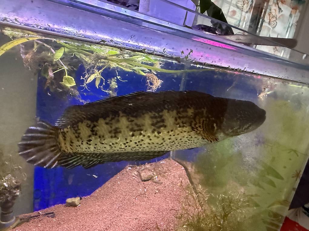 Channa Auramantimaculata im Kanton Solothurn - tutti.ch