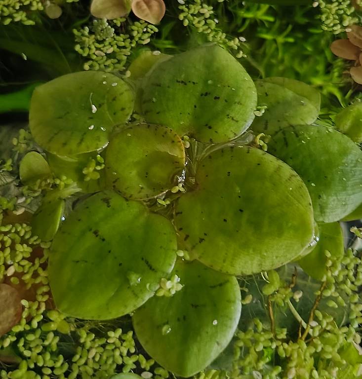 Limnobium laevigatum Schwimmpflanze Aquarium im Kanton Freiburg - tutti.ch