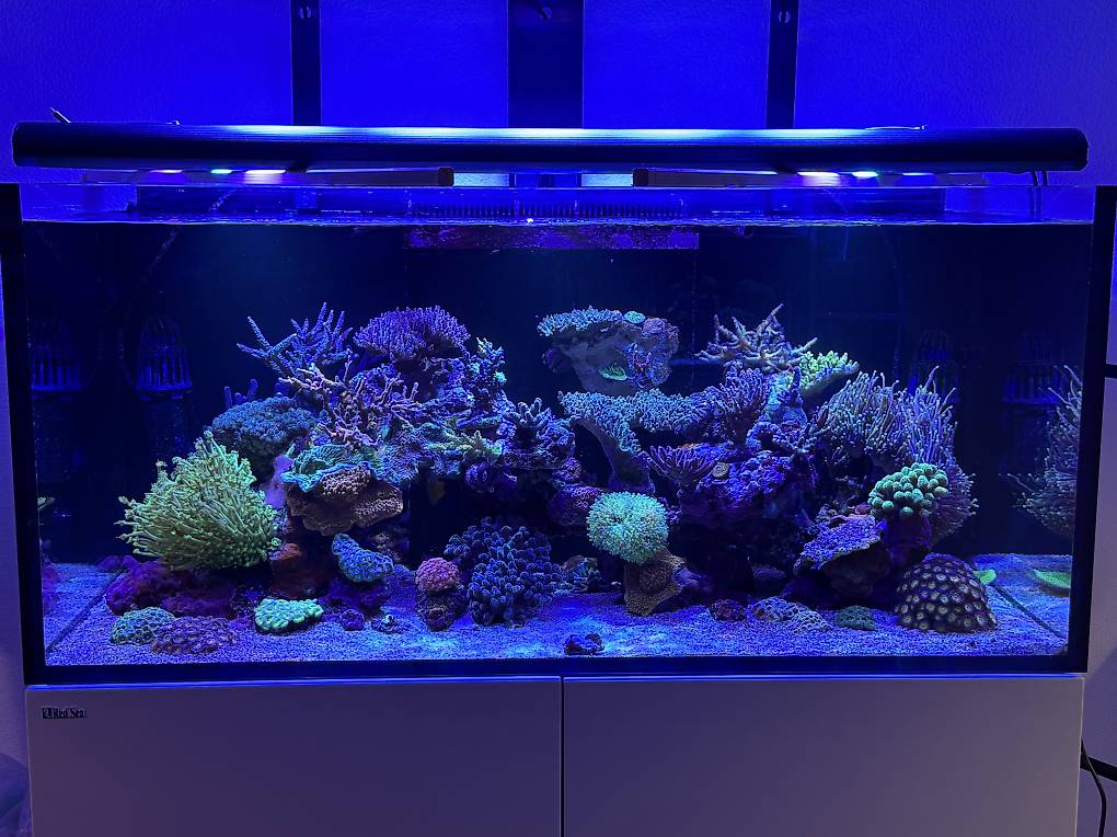 Reef Flare Pro "S" - Reef Factory im Kanton Thurgau - tutti.ch
