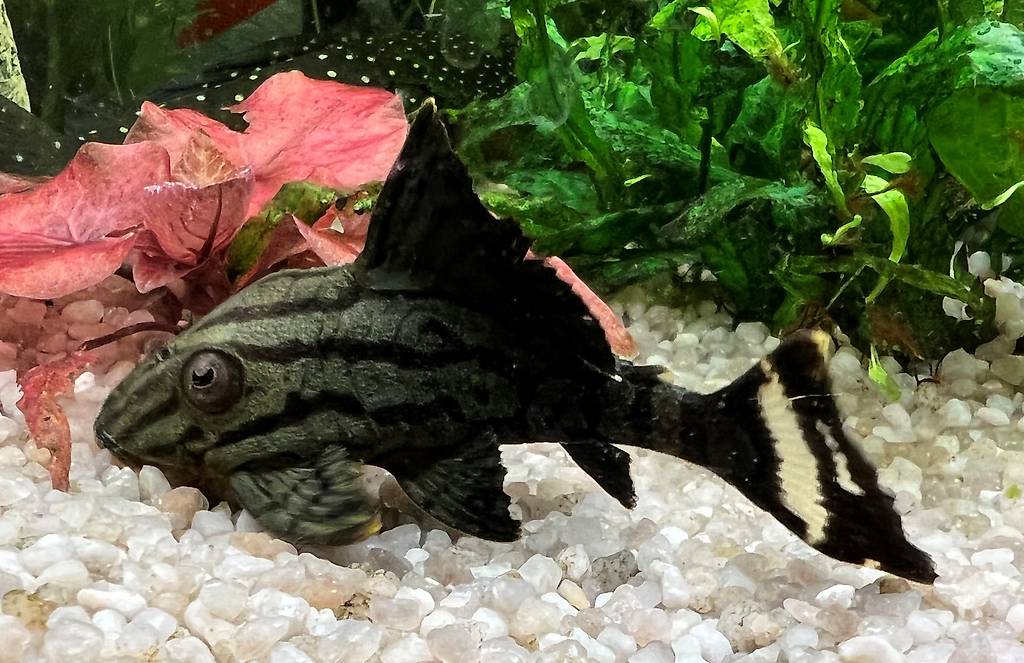 L Wels (Panaque L191) ... im Kanton Graubünden - tutti.ch