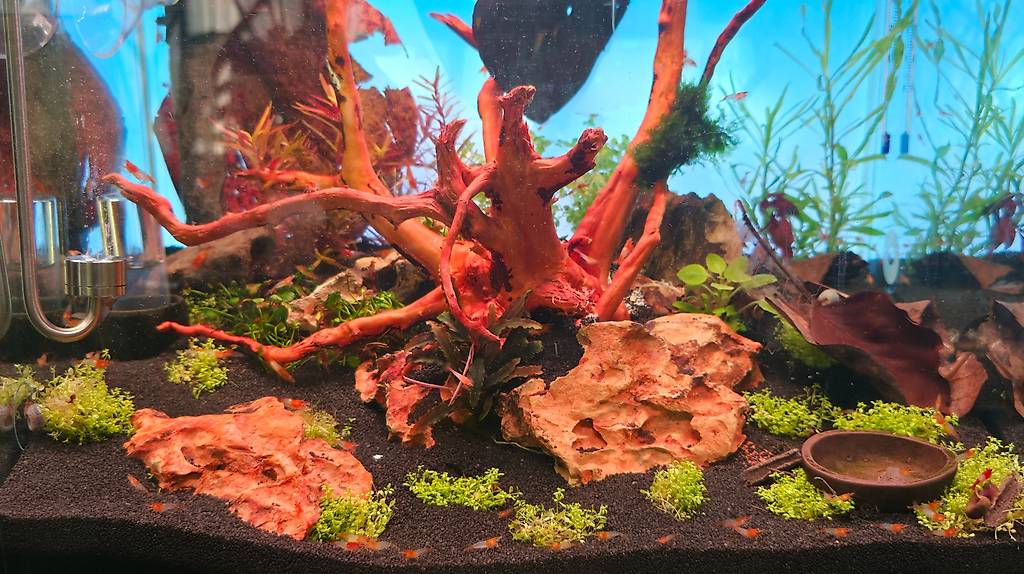 Neocaridina Orange Rilli im Kanton Thurgau - tutti.ch