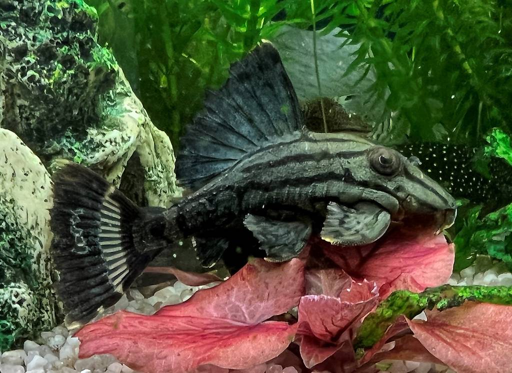 L Wels (Panaque L191) ... im Kanton Graubünden - tutti.ch