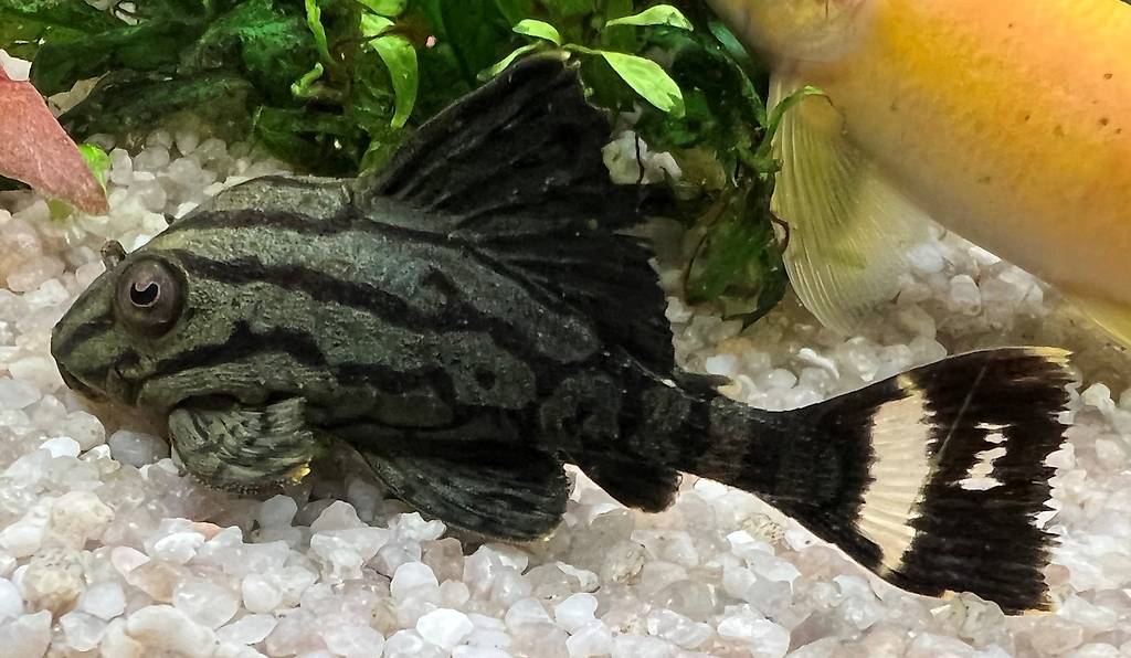 L Wels (Panaque L191) ... im Kanton Graubünden - tutti.ch