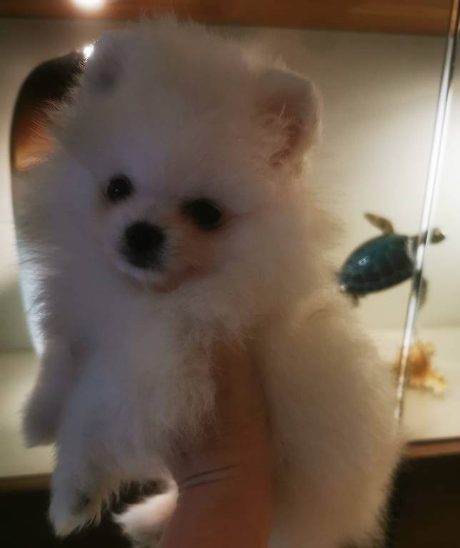 Pomeranian Zwergspitz Welpen männlich im Kanton Tessin - tutti.ch